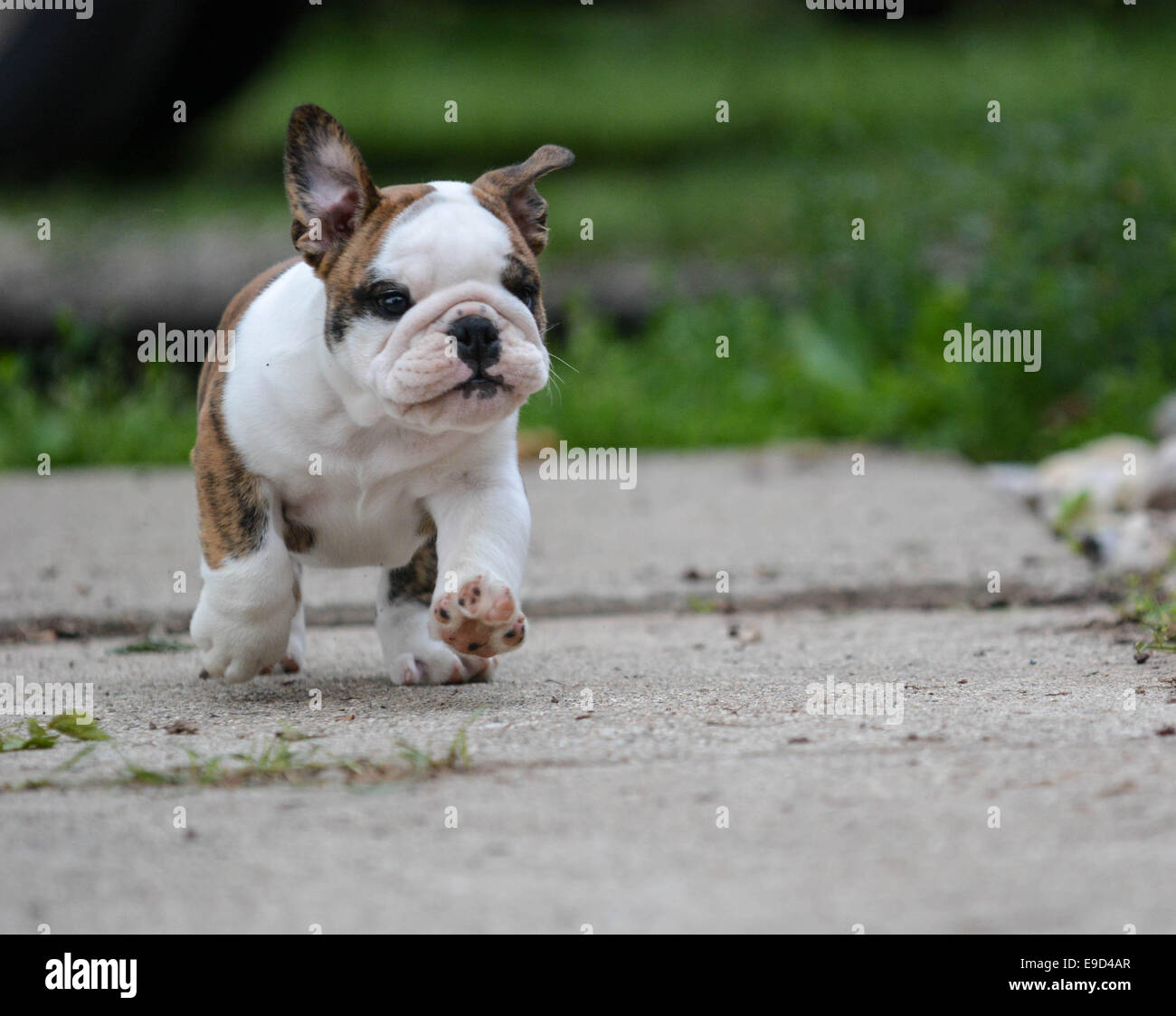 english bulldog puppy running on the sidewalk Stock Photo - Alamy