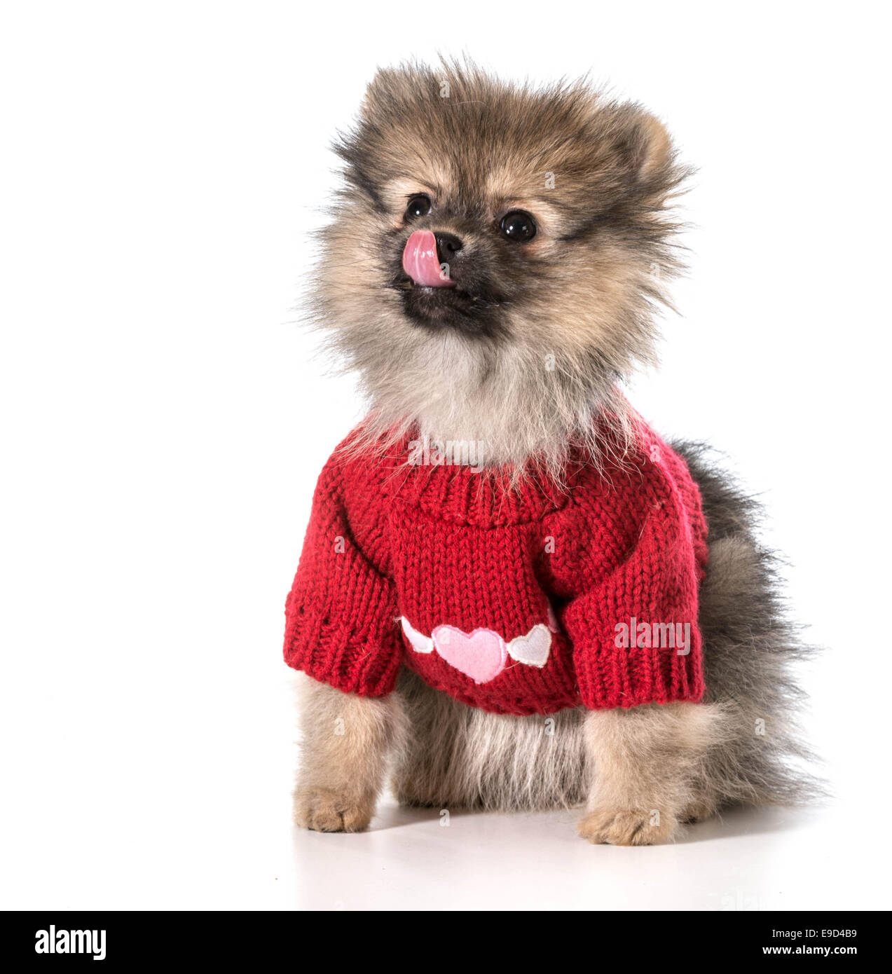 pomeranian wearing red sweater with hearts Stock Photo - Alamy