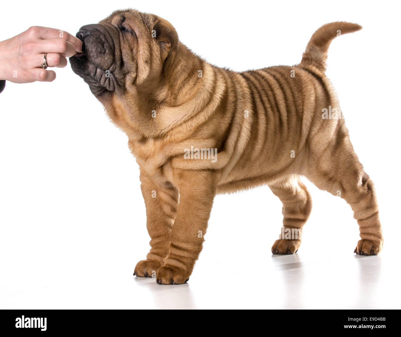 giving a treat to a dog - chinese shar pei puppy getting a treat ...