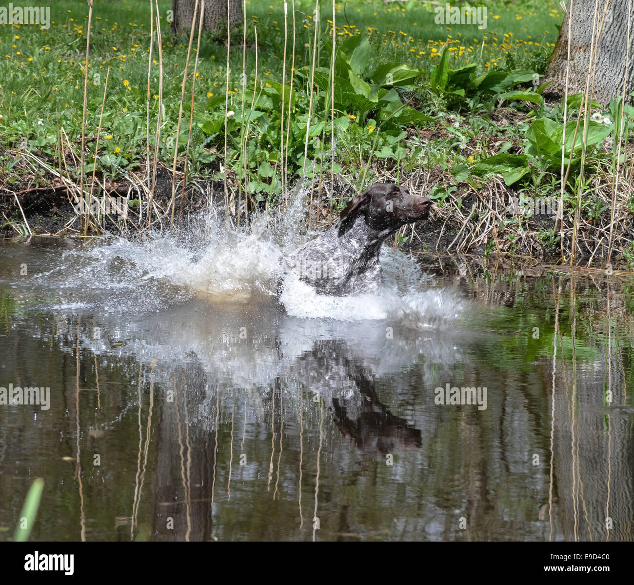 German shorthaired pointer exercise hi-res stock photography and images ...