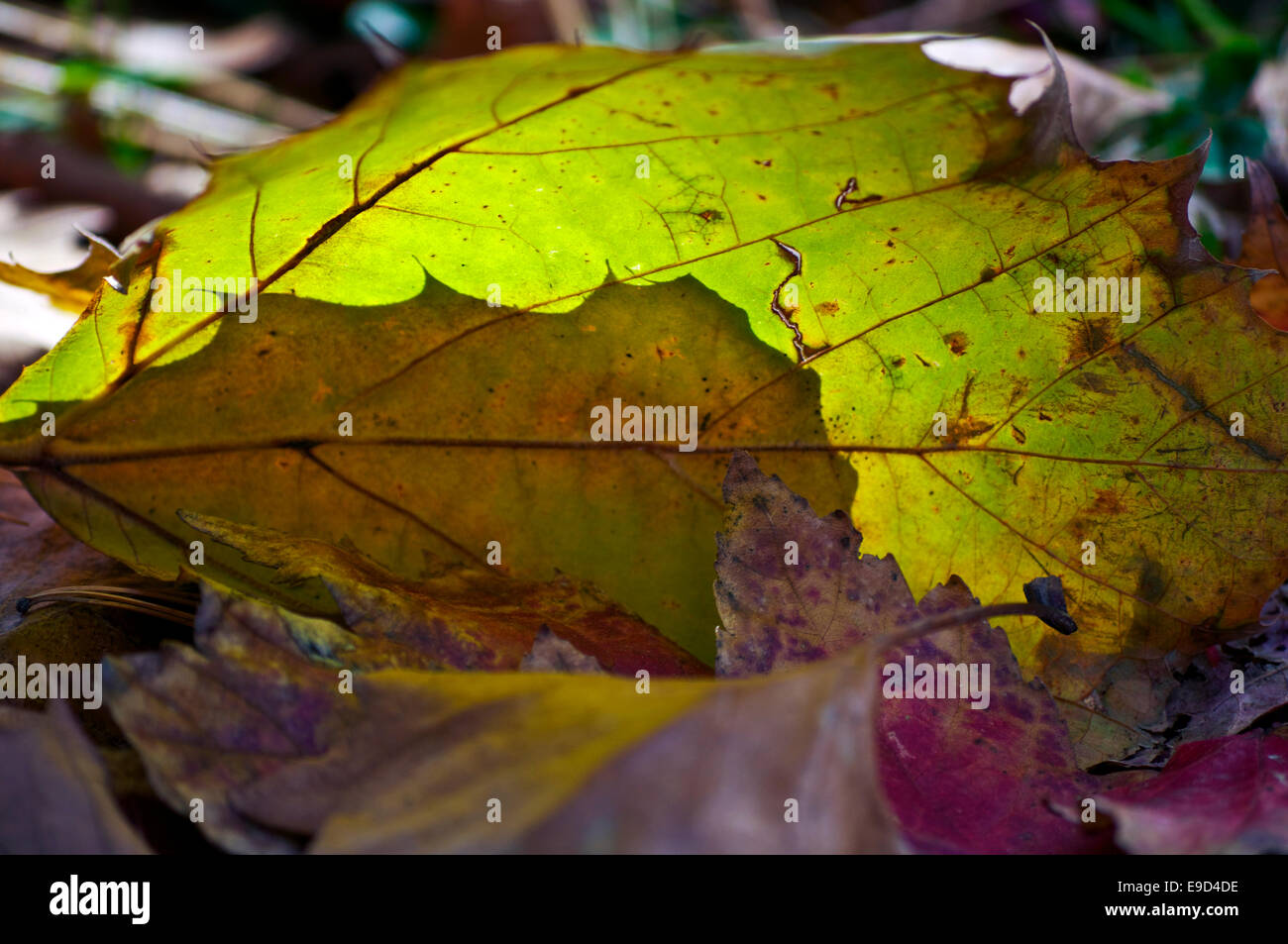 Translucent green leaf hi-res stock photography and images - Alamy