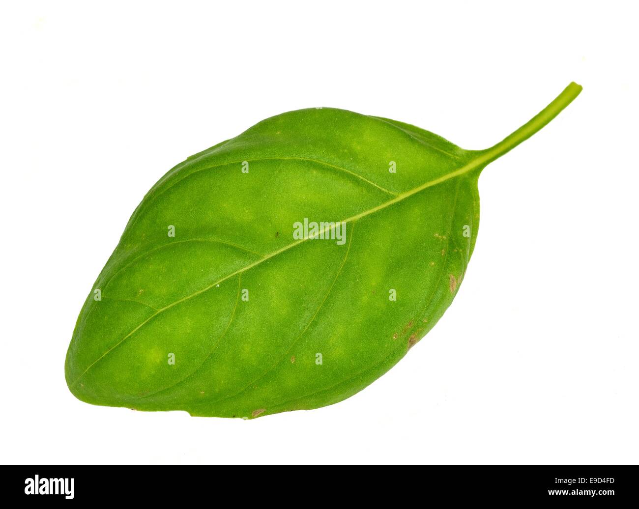 Single Basil leaf on a white background Stock Photo - Alamy