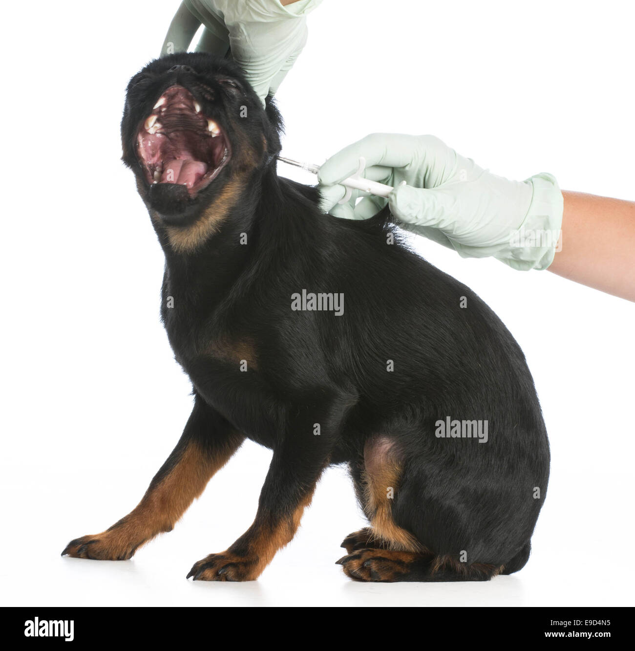 Microchip animal hi-res stock photography and images - Alamy