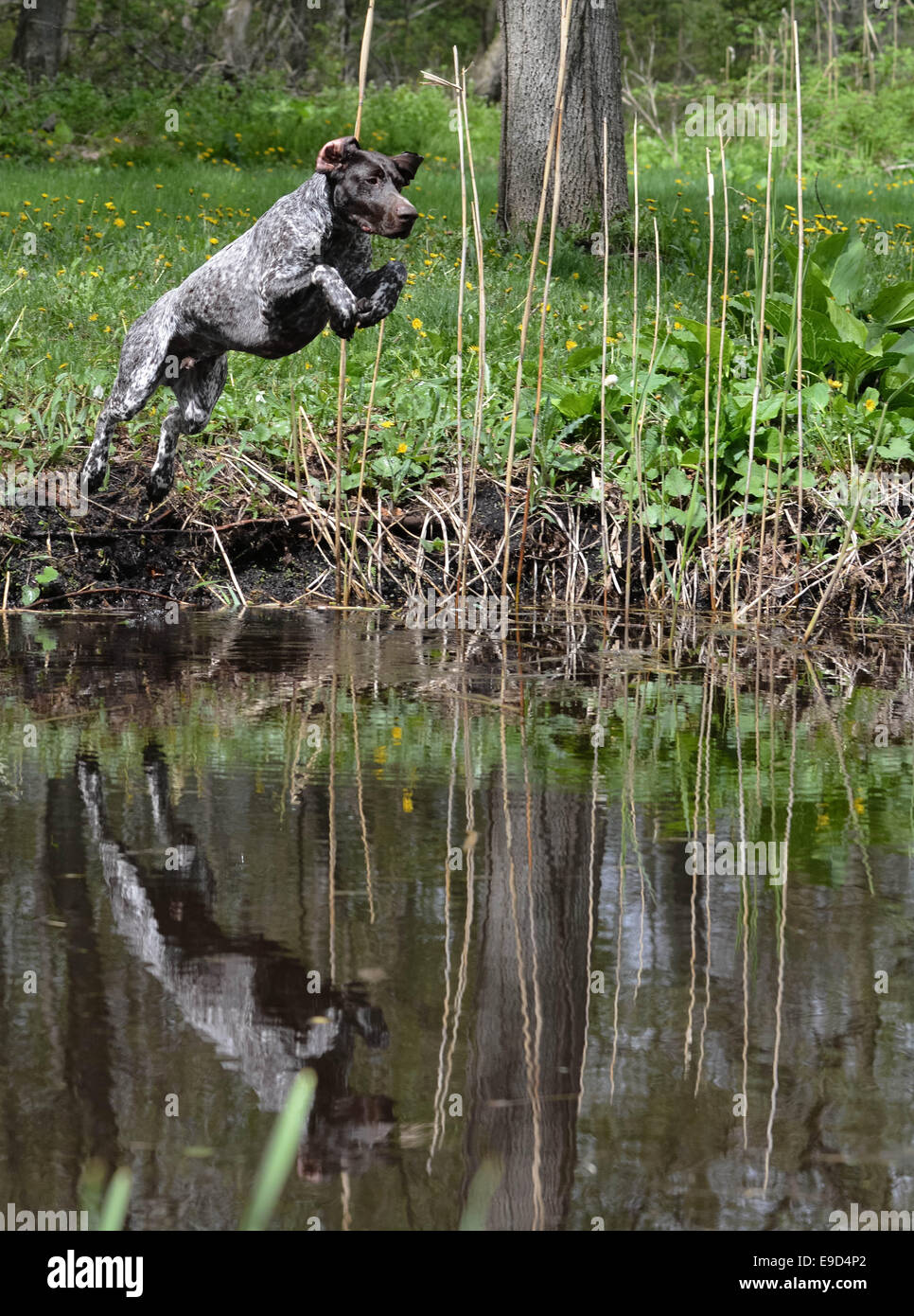 German shorthaired pointer exercise hi-res stock photography and images ...