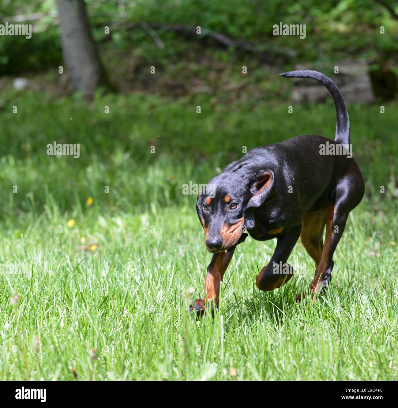 Are Black And Tan Coonhound Aggressive