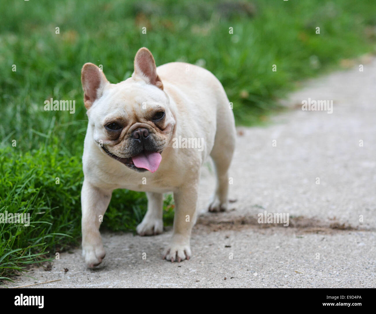 french bulldog walking on sidewalk Stock Photo - Alamy