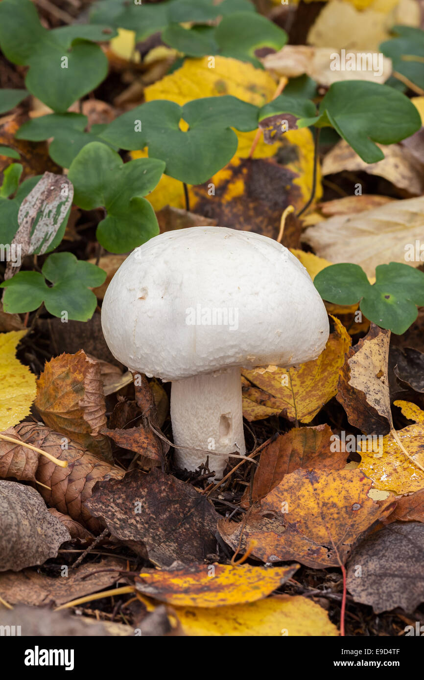 Agaricus Mushroom