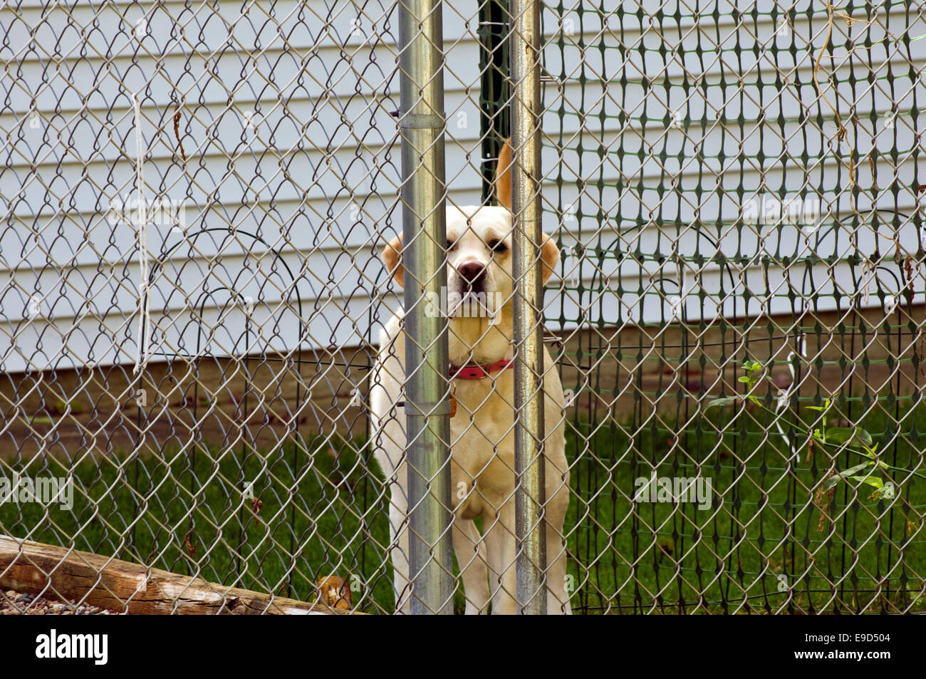 Sad Labrador High Resolution Stock Photography and Images - Alamy