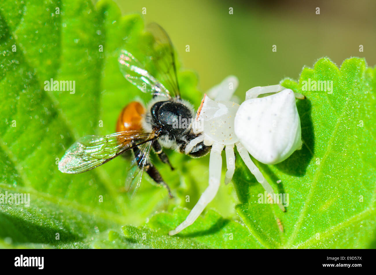 White Crab Spider has almost translucent head and legs catch bees and ...