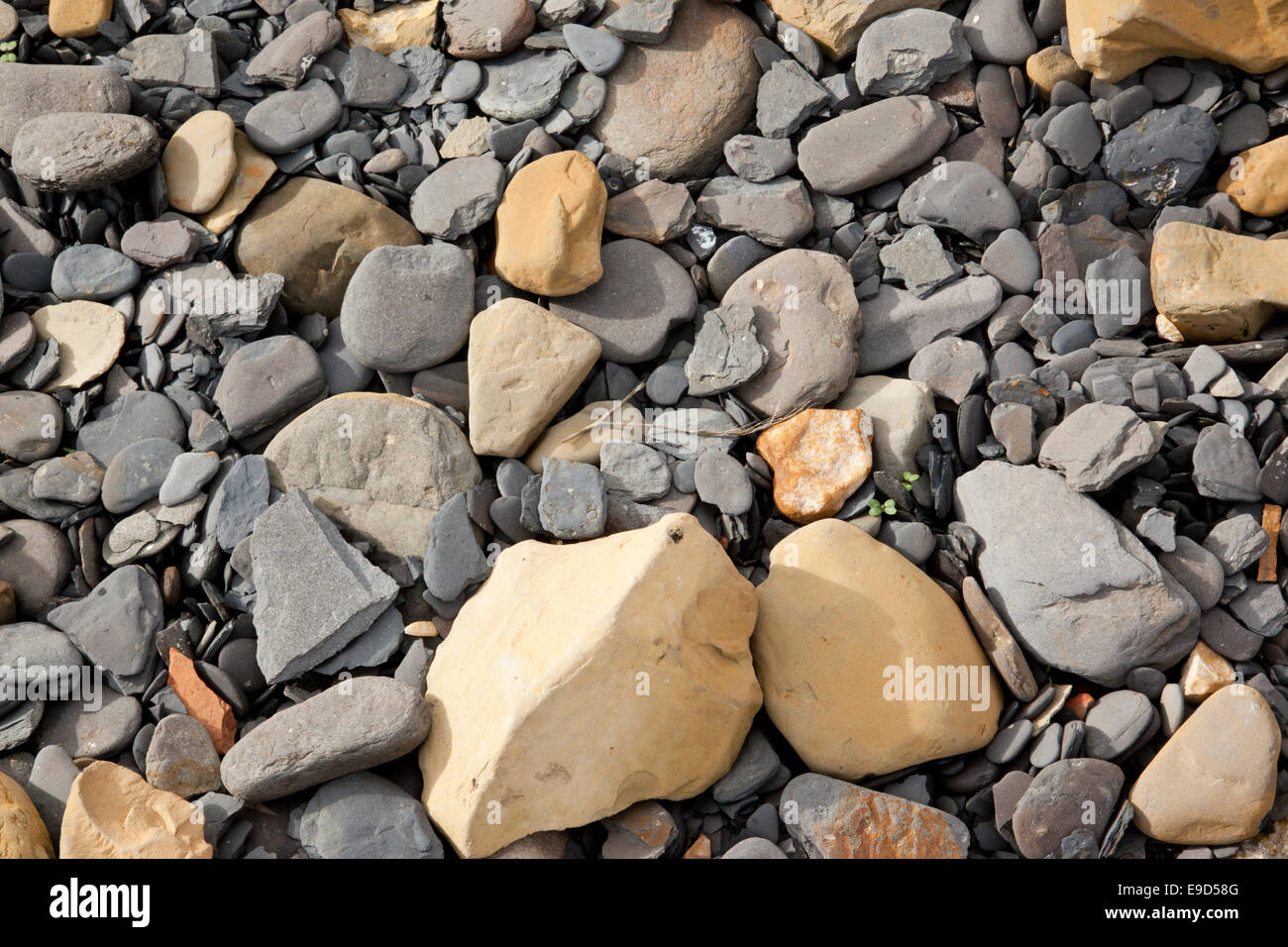 Pebbles, rock and Slate on the beach at Kimmeridge Bay, Isle of Purbeck ...