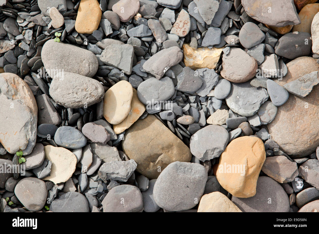 Close up of pebbles at Kimmeridge Bay, Isle of Purbeck, Dorset, England ...