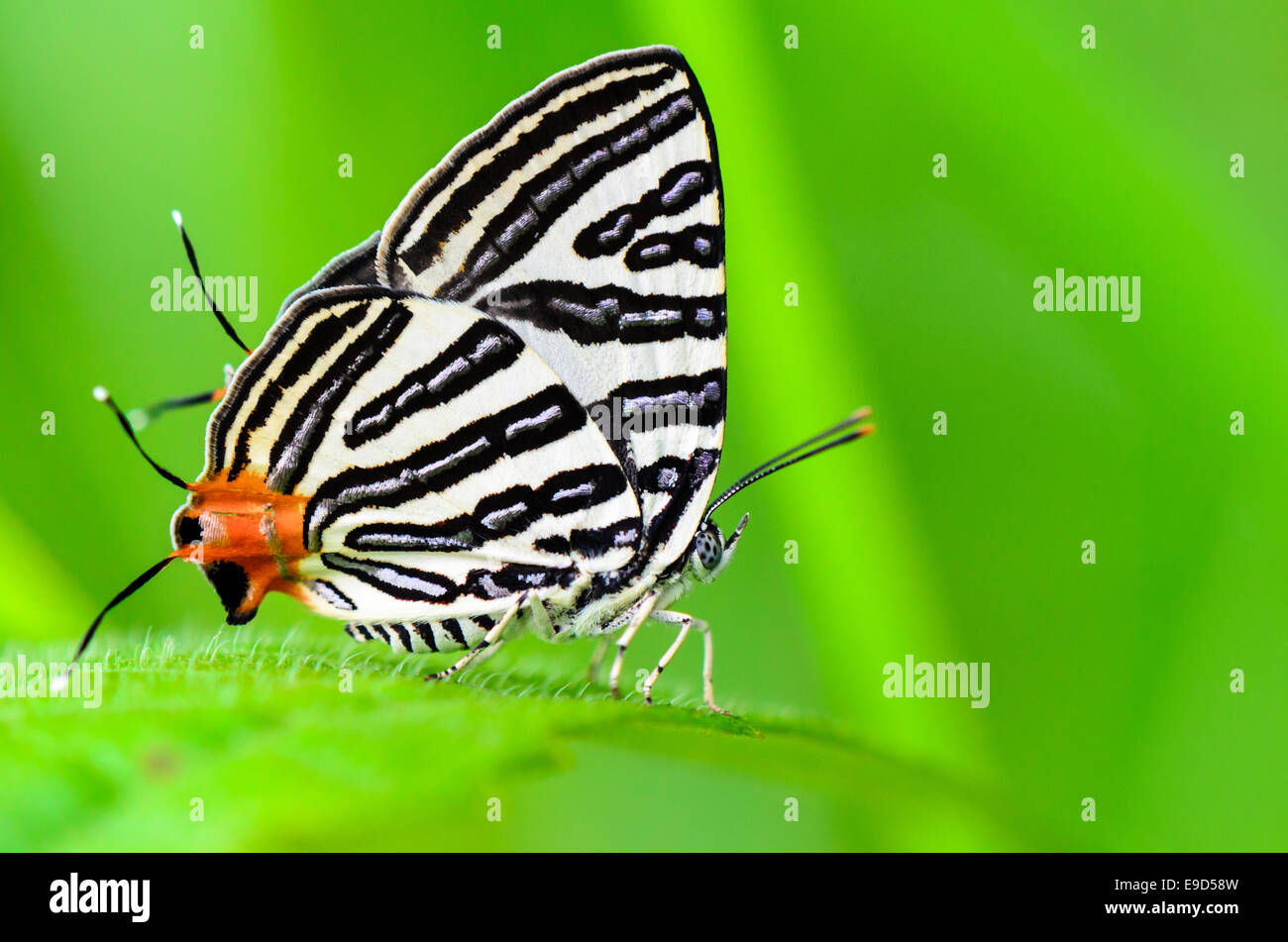 Close up white butterfly with black stripes and tail orange resting on ...
