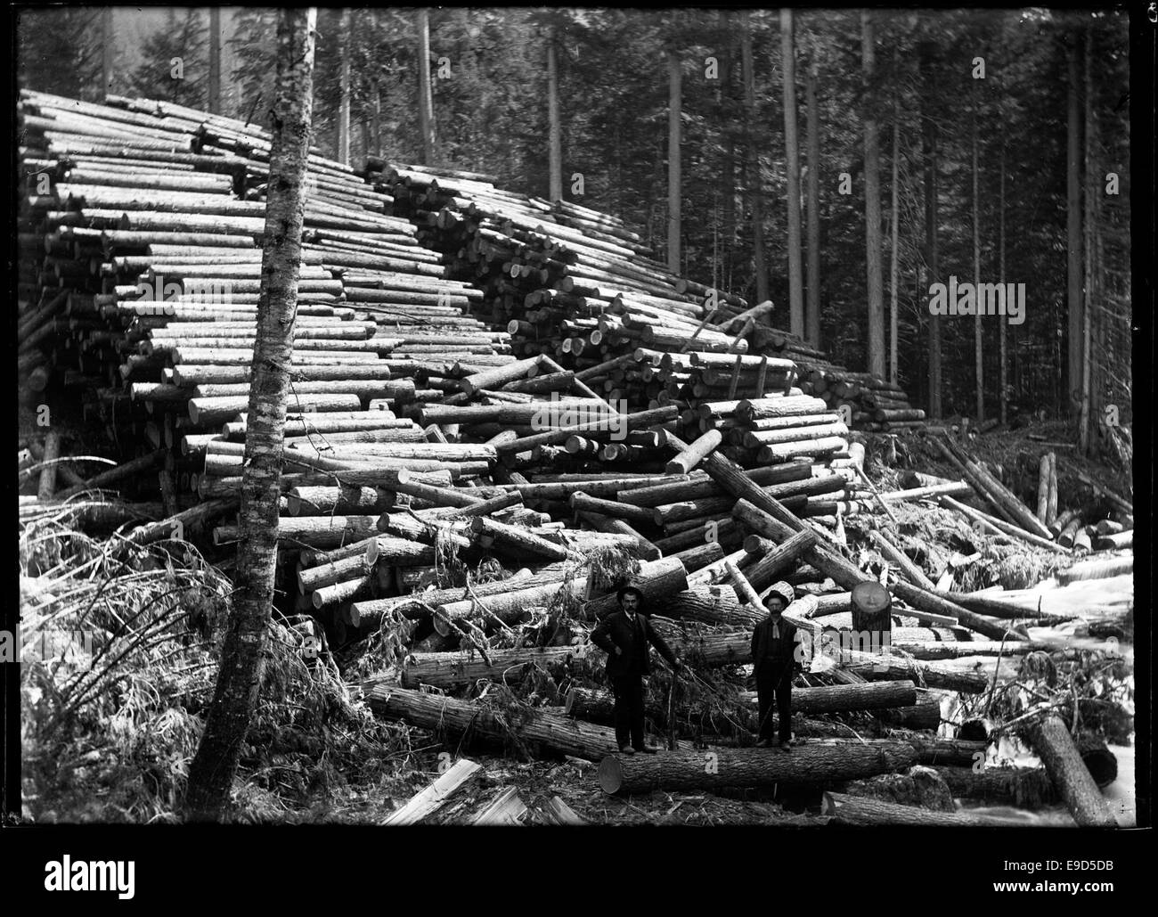 This photograph shows logs decked below Camp 3, likely a logging camp ...