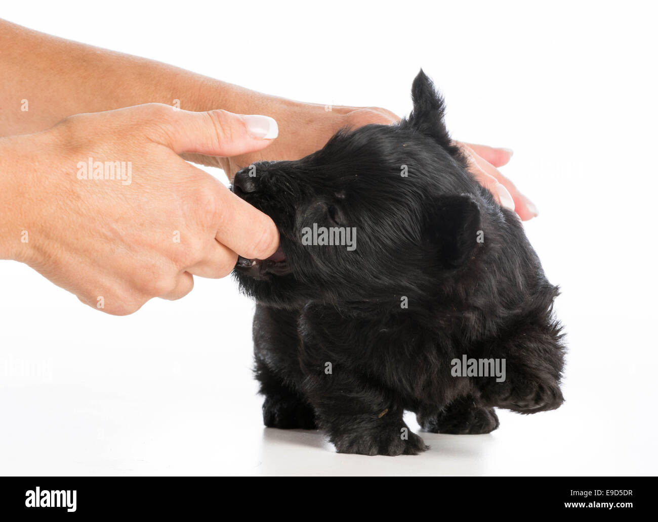 puppy chewing on owners finger on white background Stock Photo - Alamy