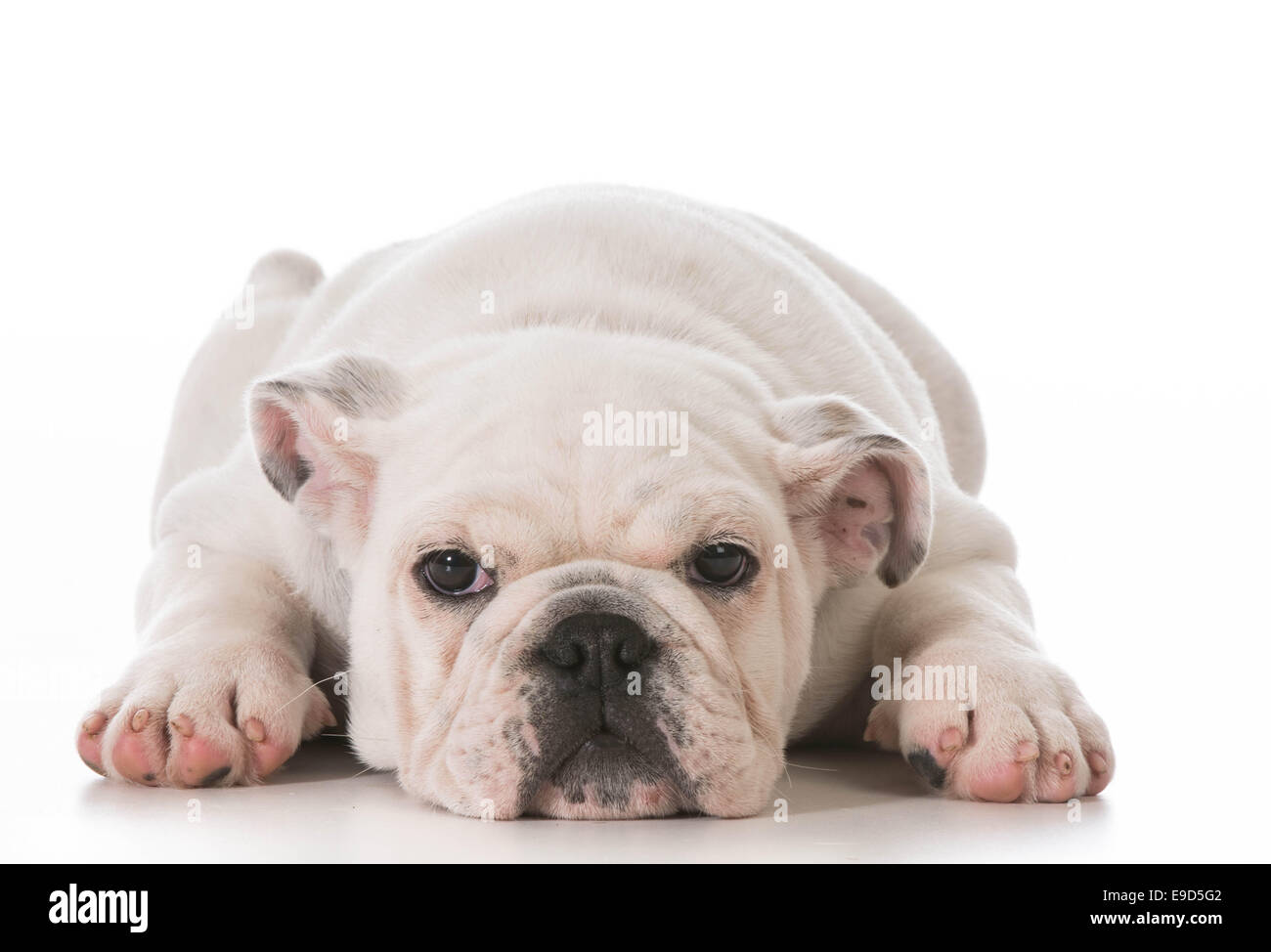 tired english bulldog puppy laying down stretched out on white ...