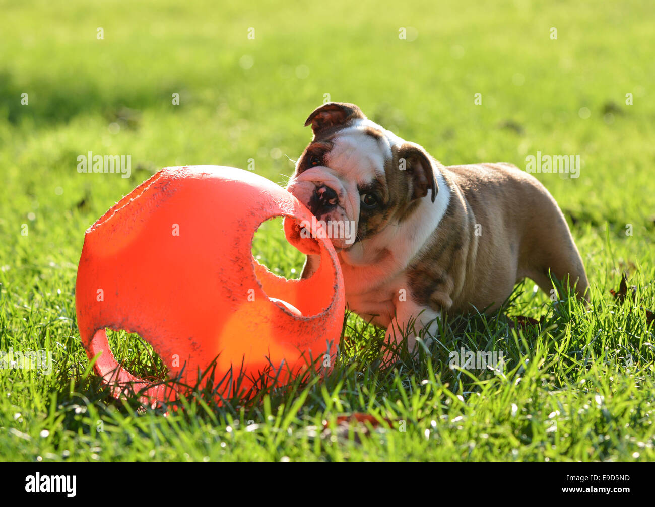 Bulldog playing ball hi-res stock photography and images - Alamy