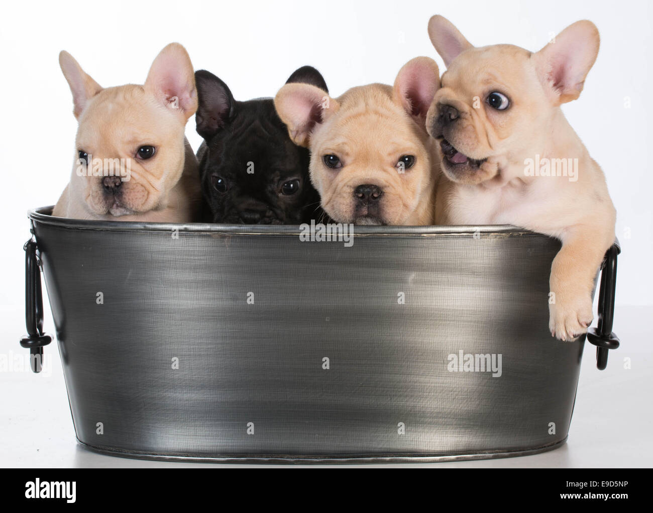 litter of french bulldog puppies in a wash basin on white background ...