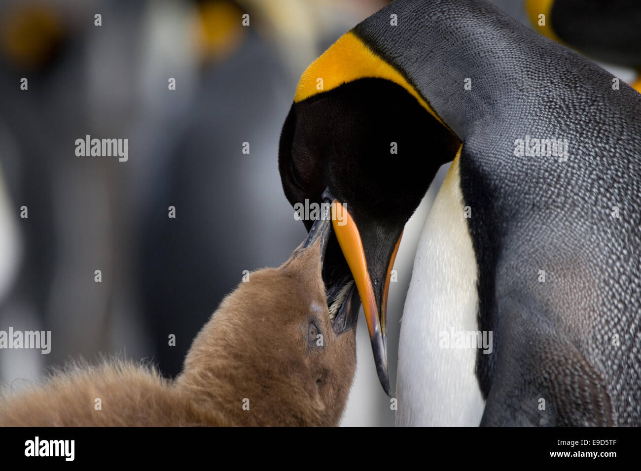 King Penguin feeding its hungry chick Stock Photo - Alamy