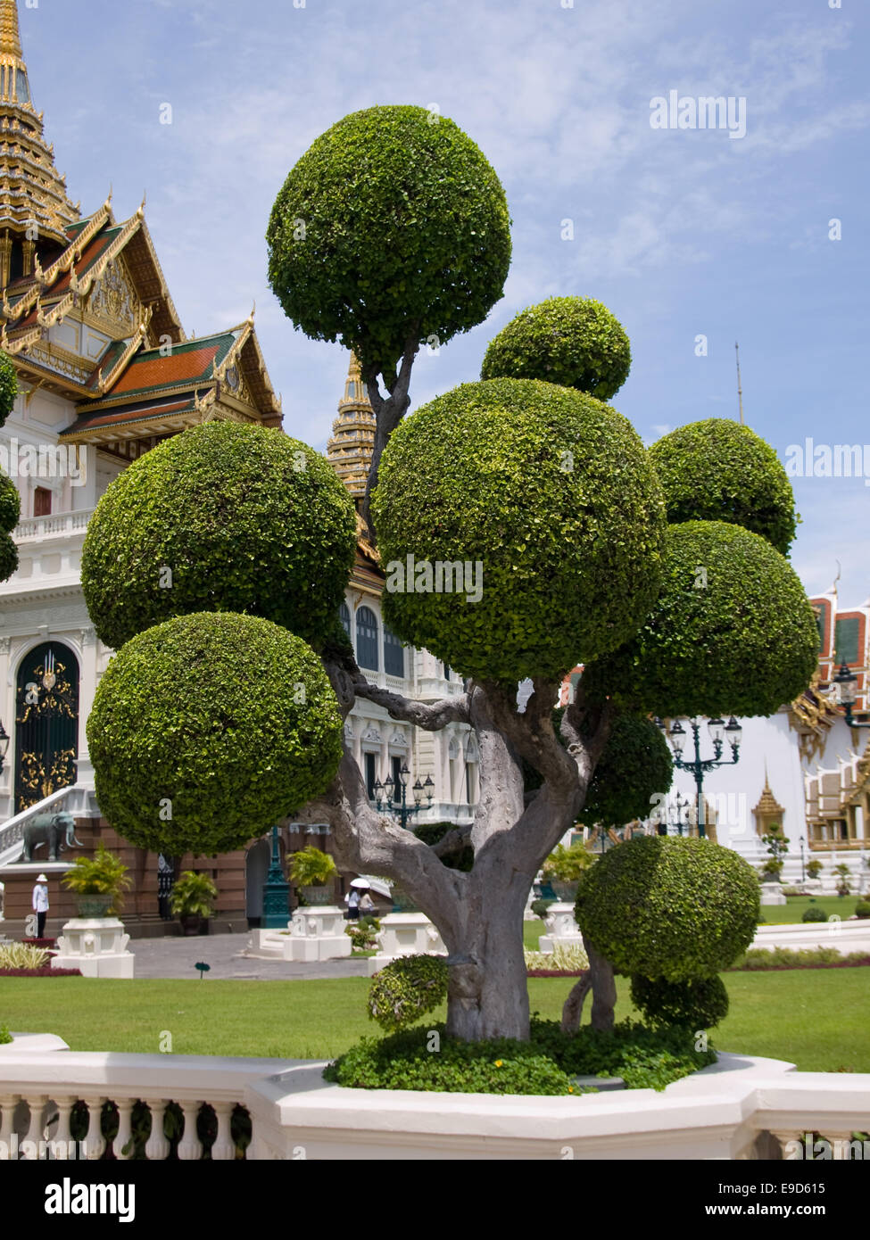 temple tree in the Grand palace area in Bangkok, Thailand Stock Photo ...