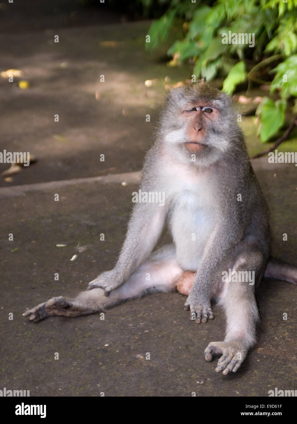 the picture of the monkey from Bali Stock Photo - Alamy