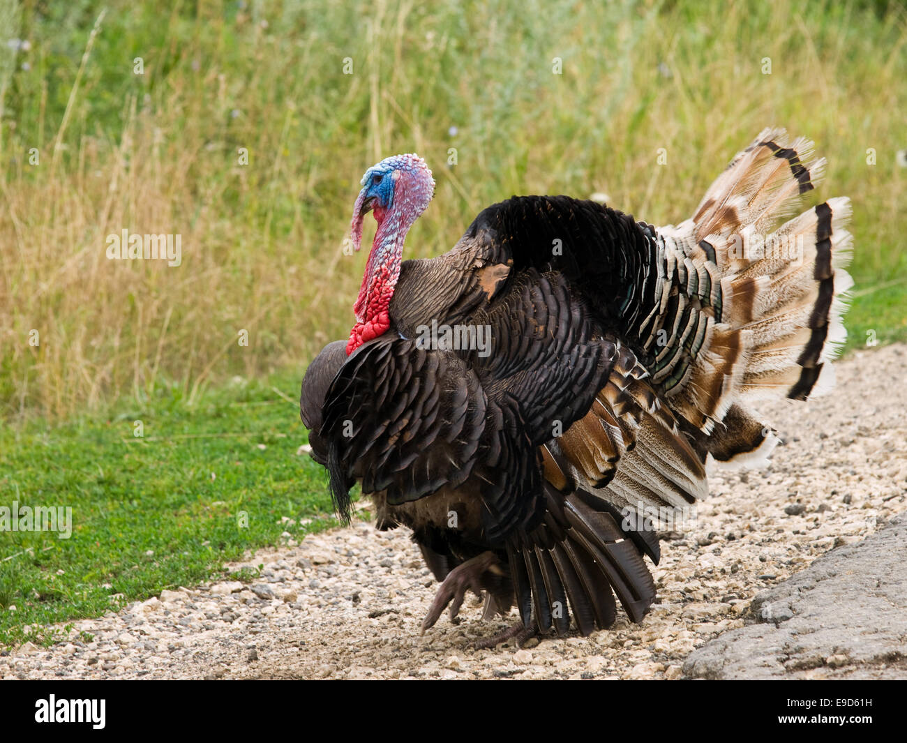 Turkey jake hi-res stock photography and images - Alamy