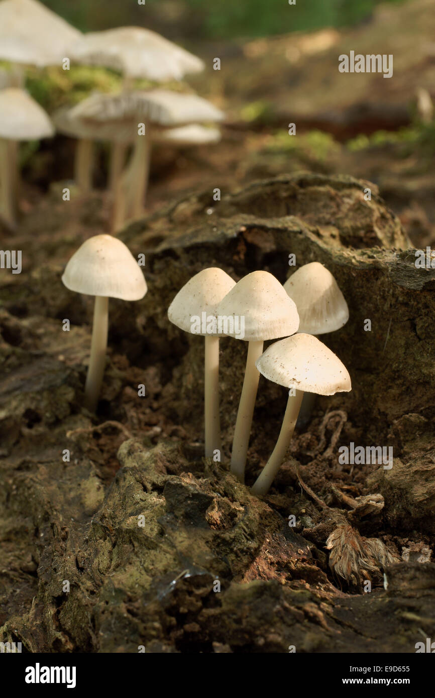 Mycena galericulata a mushroom species commonly known as the common ...