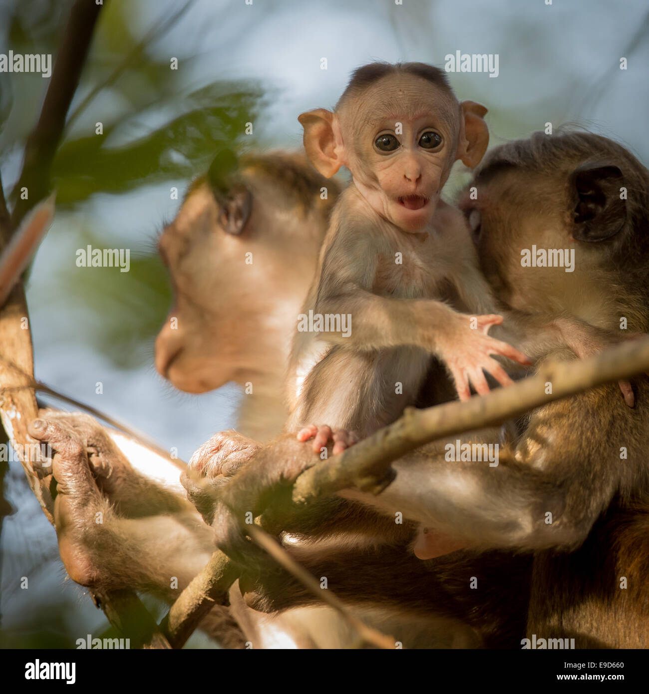 Surprised monkey hi-res stock photography and images - Alamy
