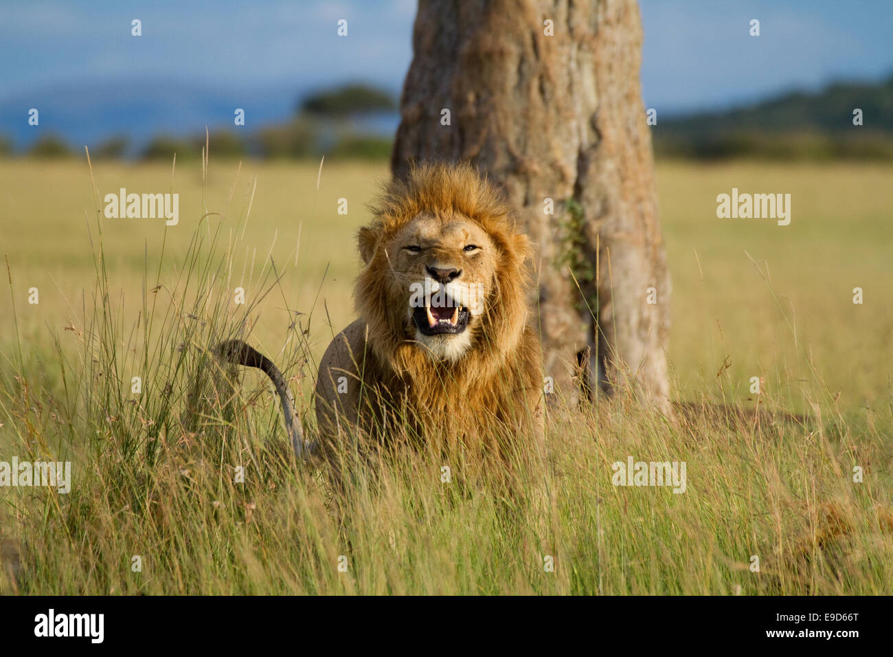 Scent marking lion hi-res stock photography and images - Alamy
