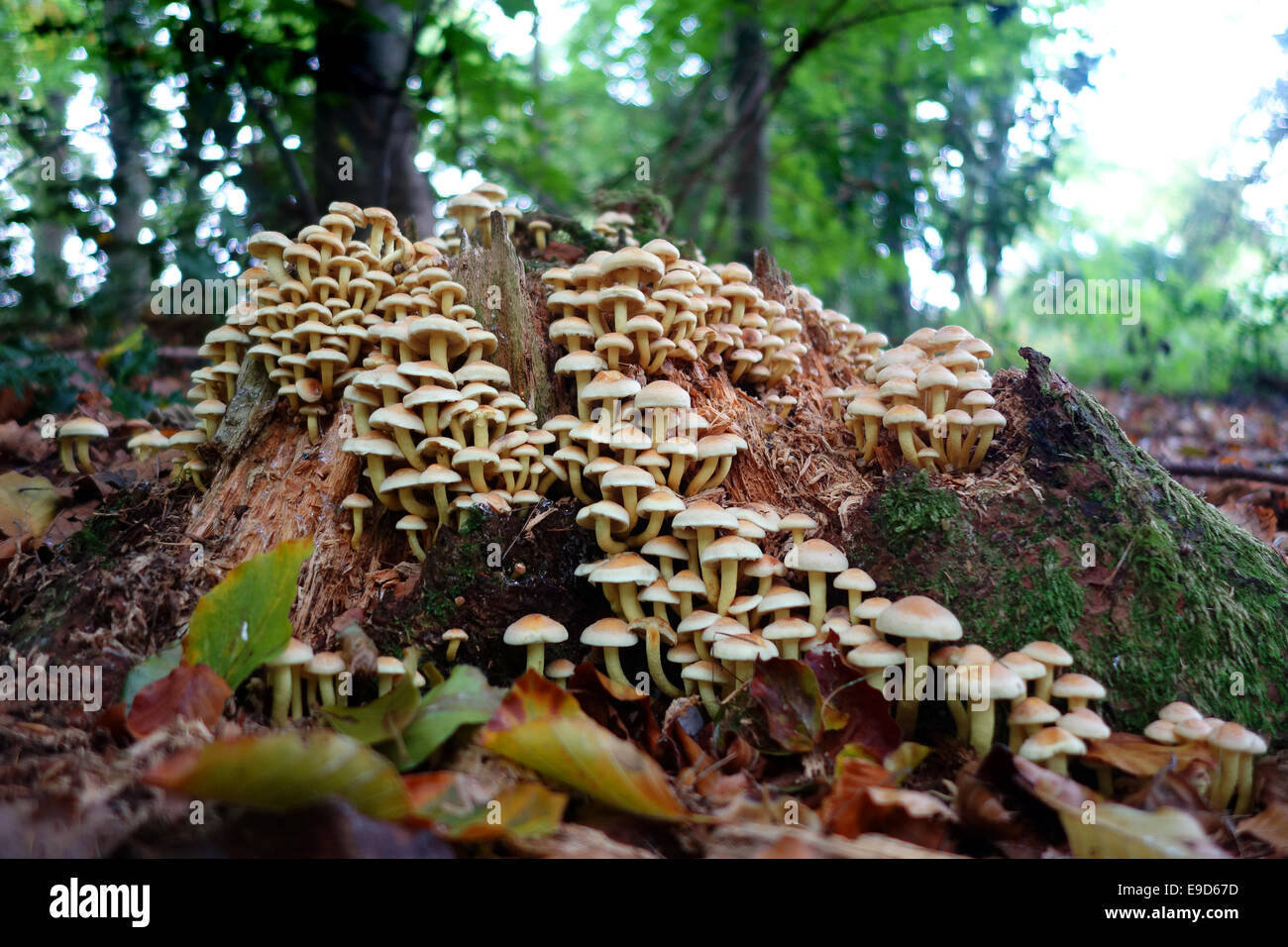 Tiny fungi growing on rotting tree stump woodland Uk Stock Photo - Alamy