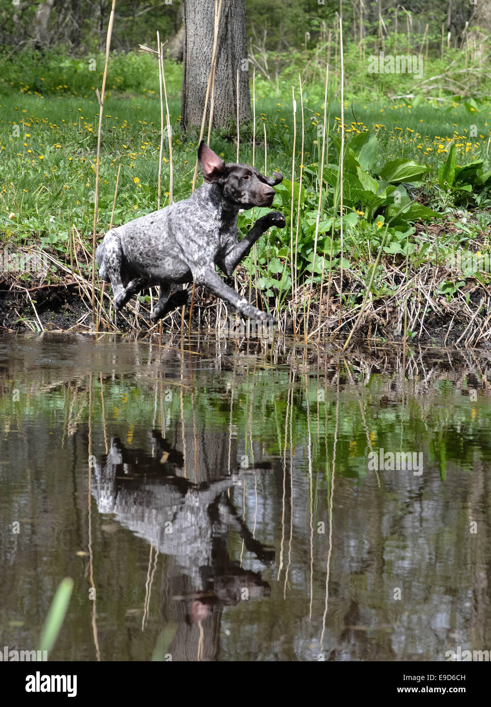 Jumping german shorthaired pointer hi-res stock photography and images ...