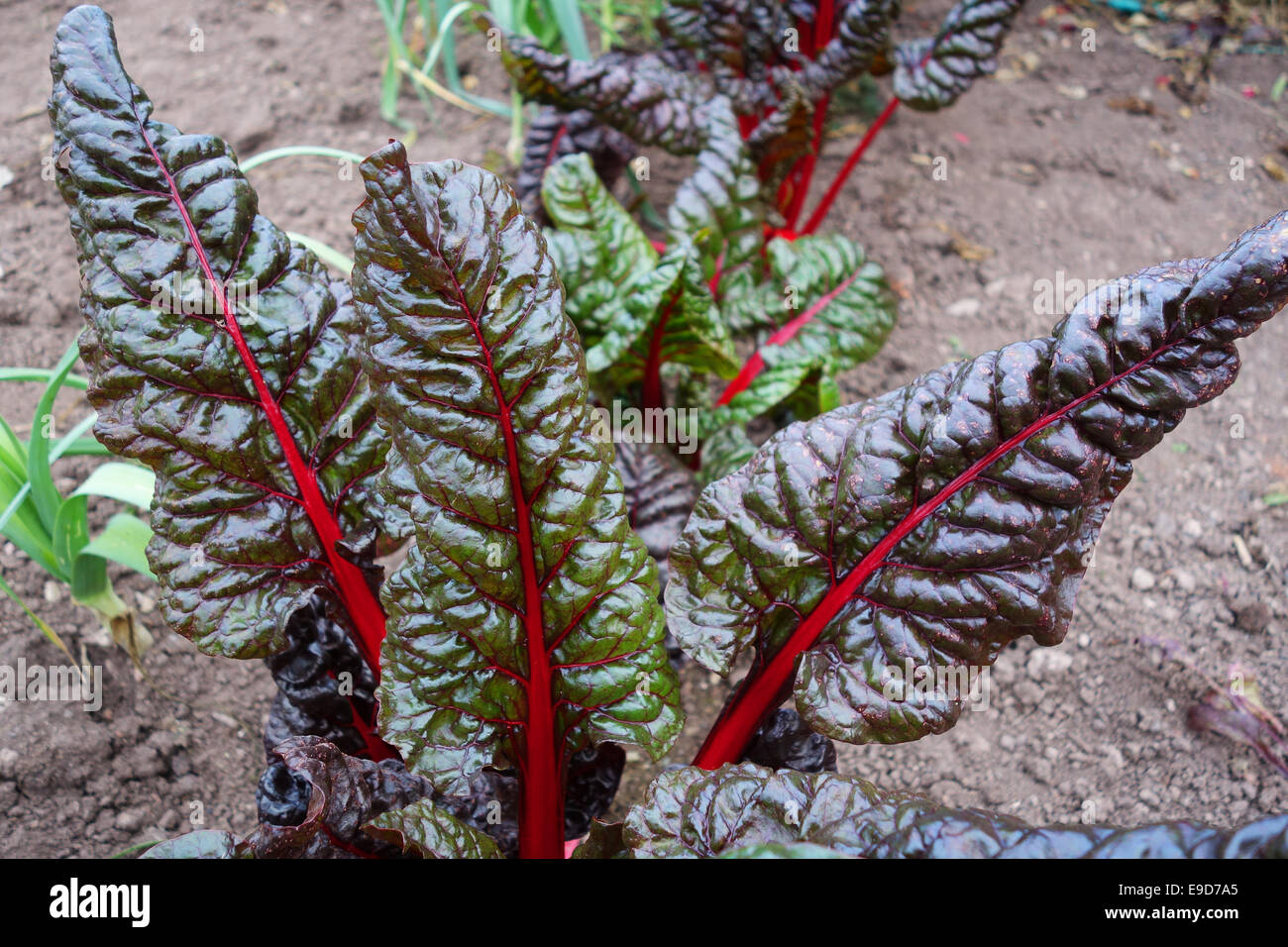 Swiss chard uk hi-res stock photography and images - Alamy