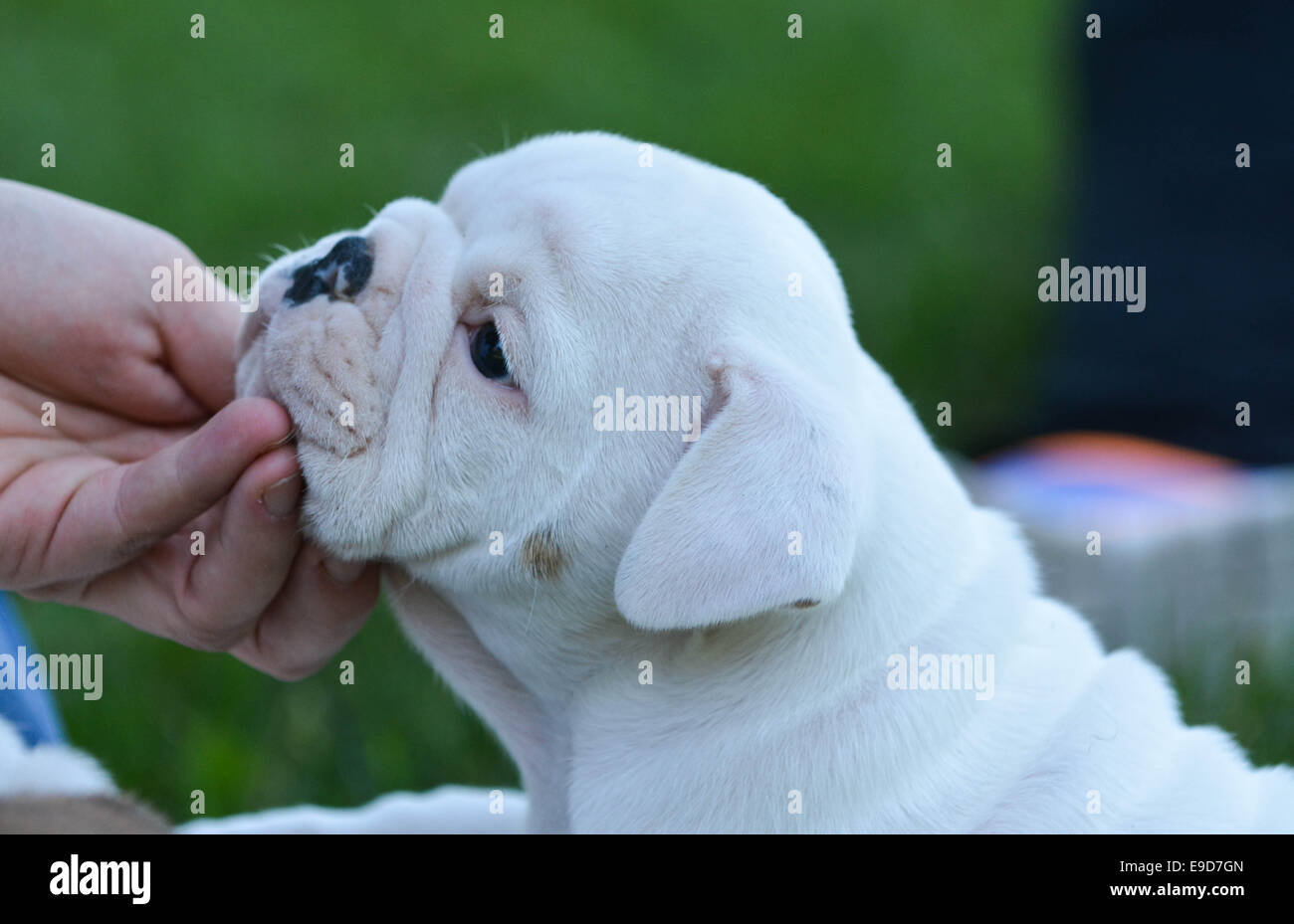 hand holding face of english bulldog puppy Stock Photo - Alamy