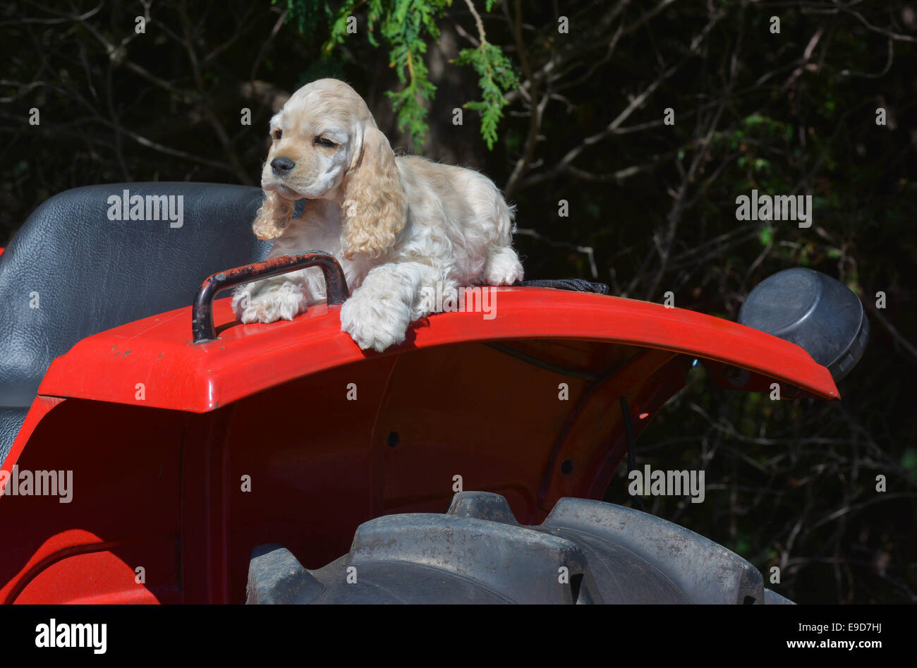 farm dog - cocker spaniel puppy laying on fender of a tractor Stock ...
