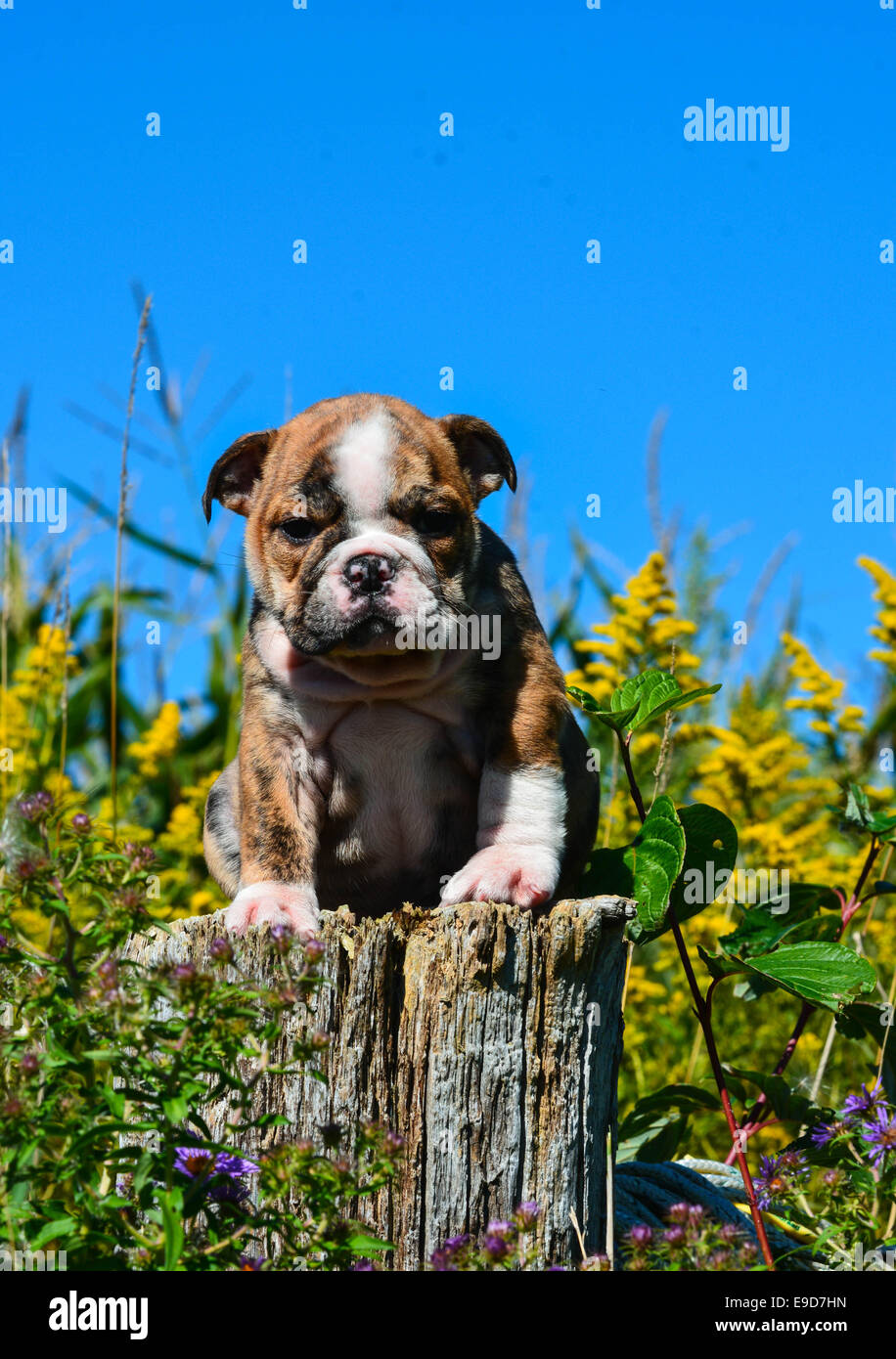 english bulldog puppy sitting on a fence post Stock Photo - Alamy
