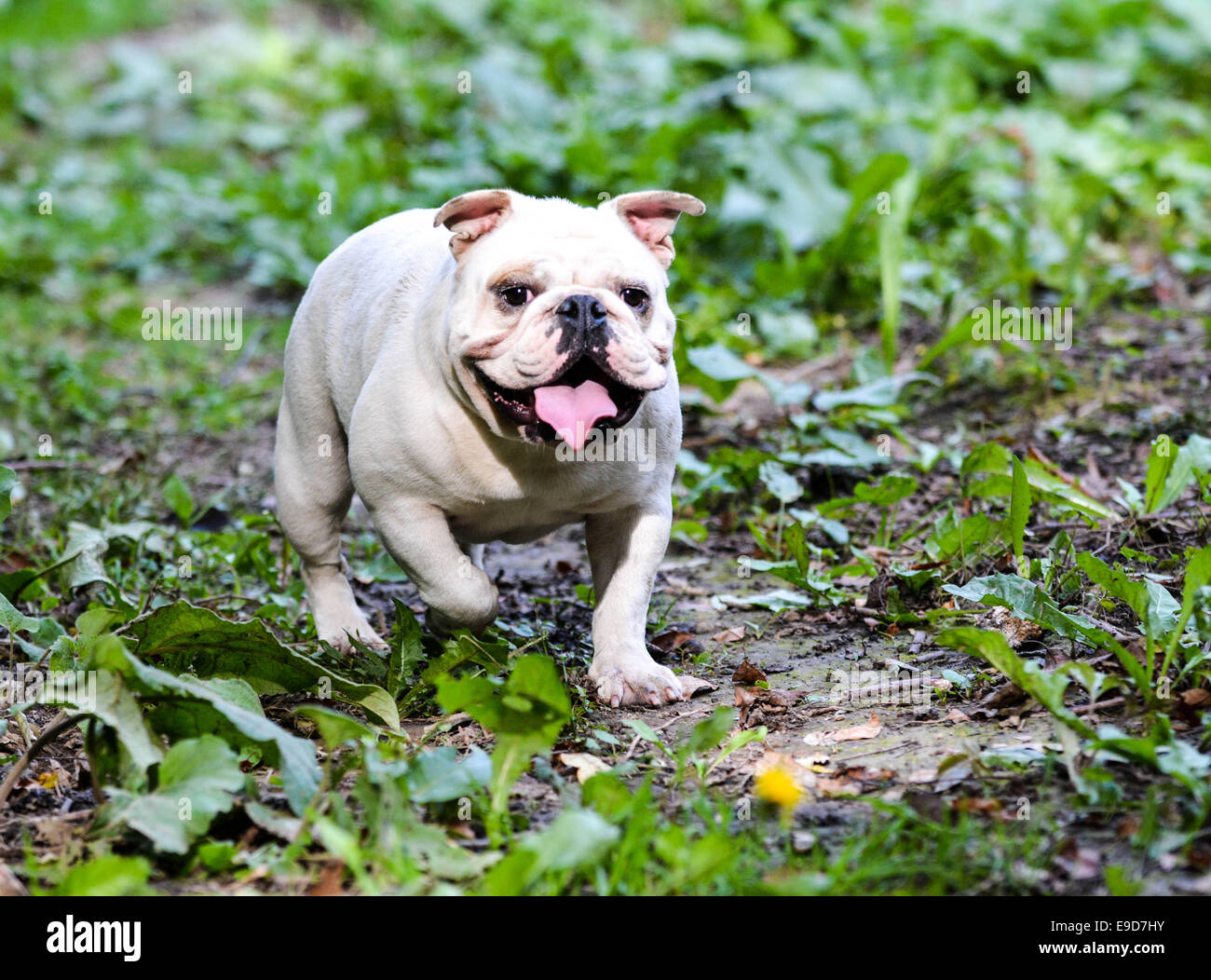 english bulldog walking outside on a pathway Stock Photo - Alamy