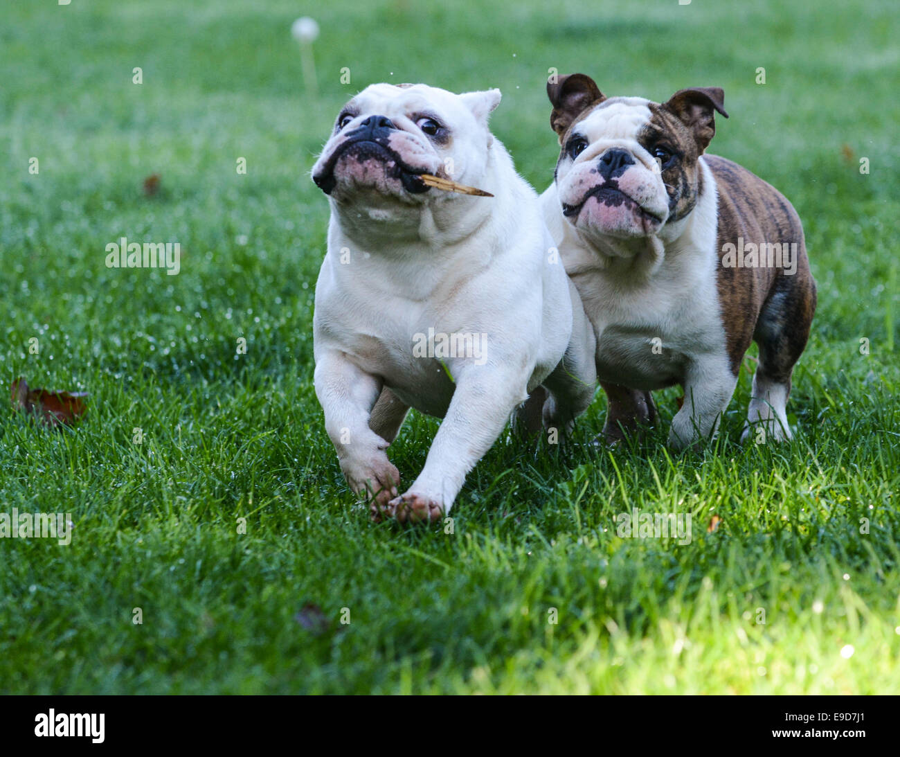 Can Bulldogs Be Outside Dogs