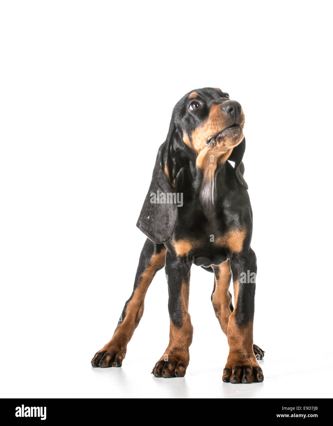 cute puppy - black and tan coonhound standing Stock Photo - Alamy