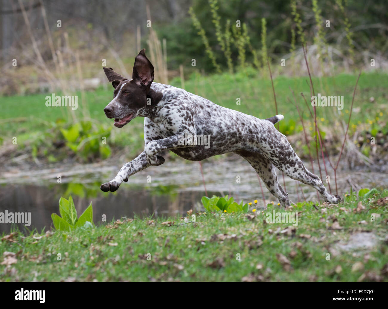 german shorthaired pointer running with a stick Stock Photo - Alamy