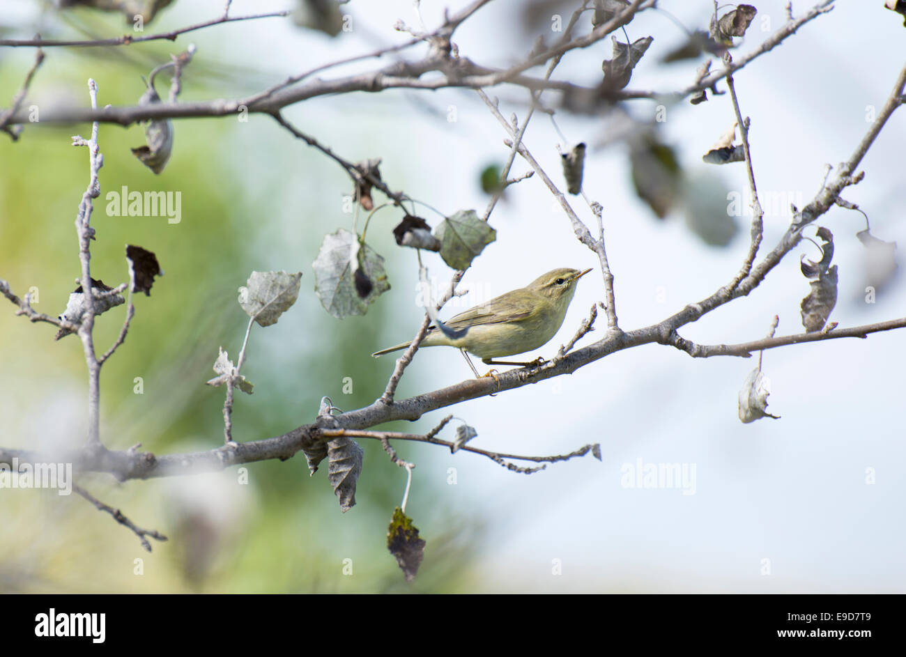 chiffchaff, phylloscopus collybita resting on a tree branch Stock Photo - Alamy
