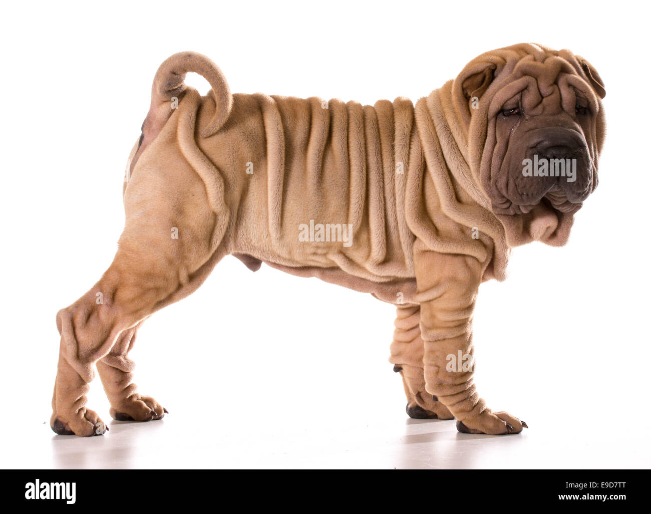 Can Shar Pei Be White
