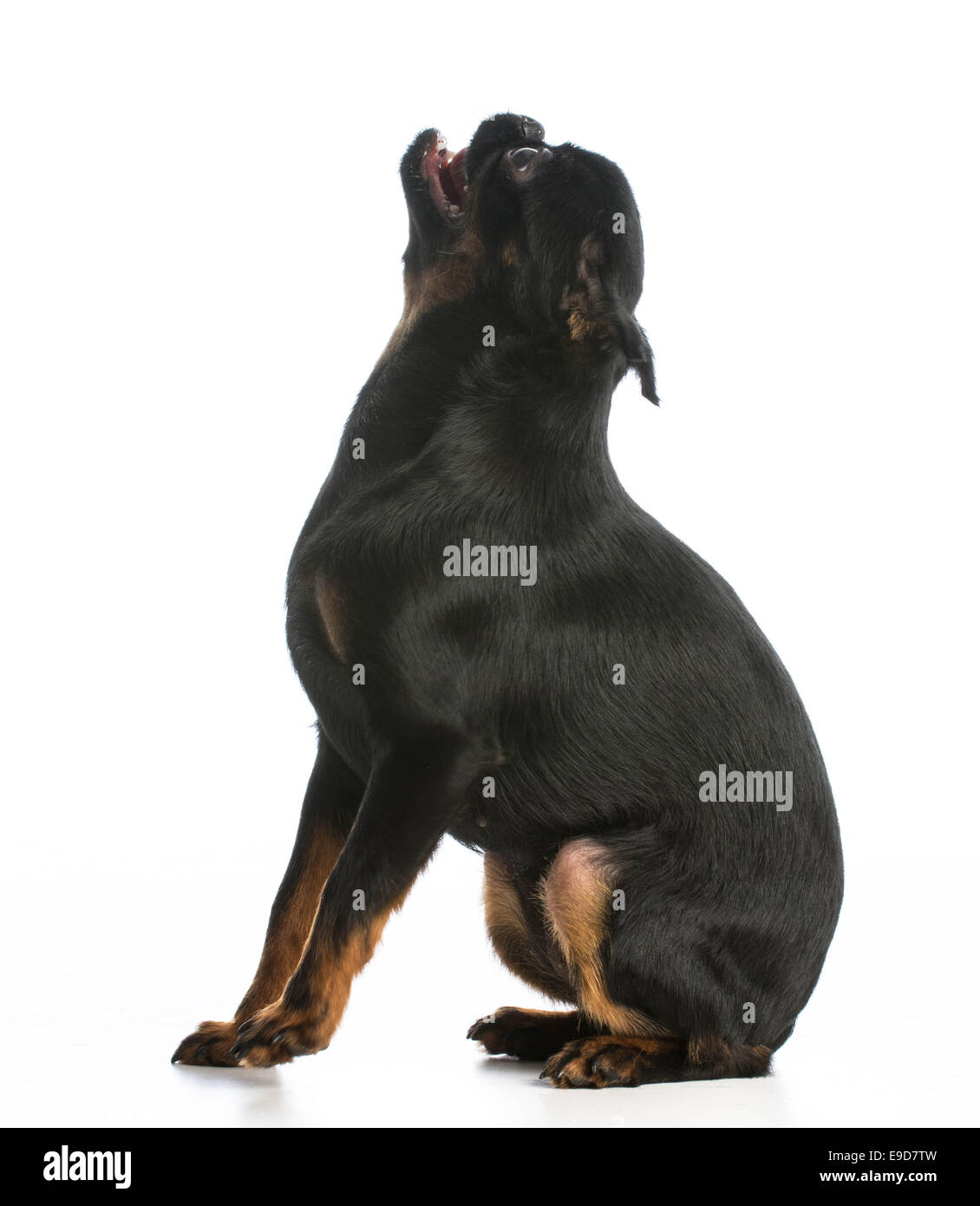 dog begging - brussels griffon puppy sitting begging on white ...