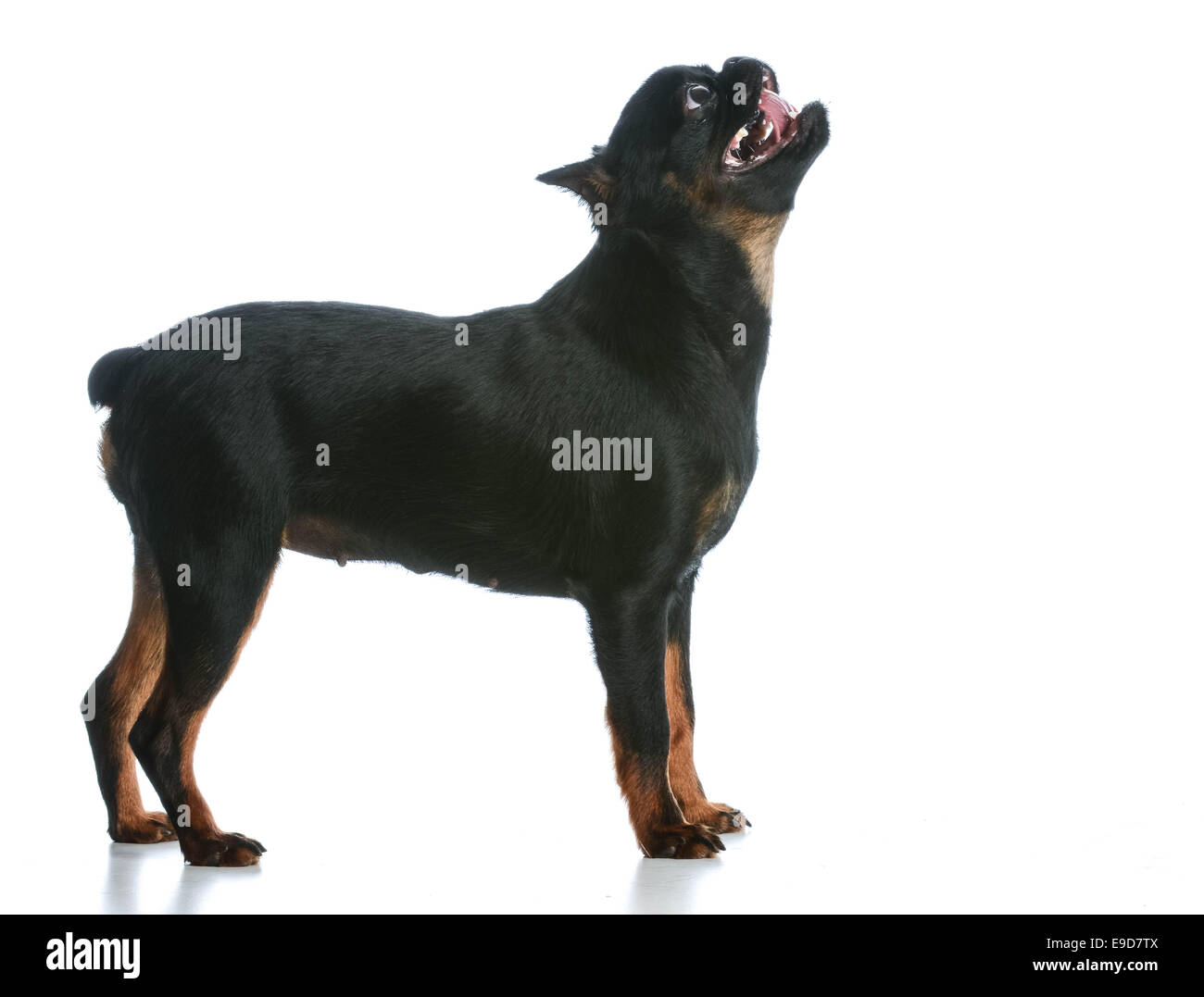 dog panting - brussels griffon puppy standing panting on white ...