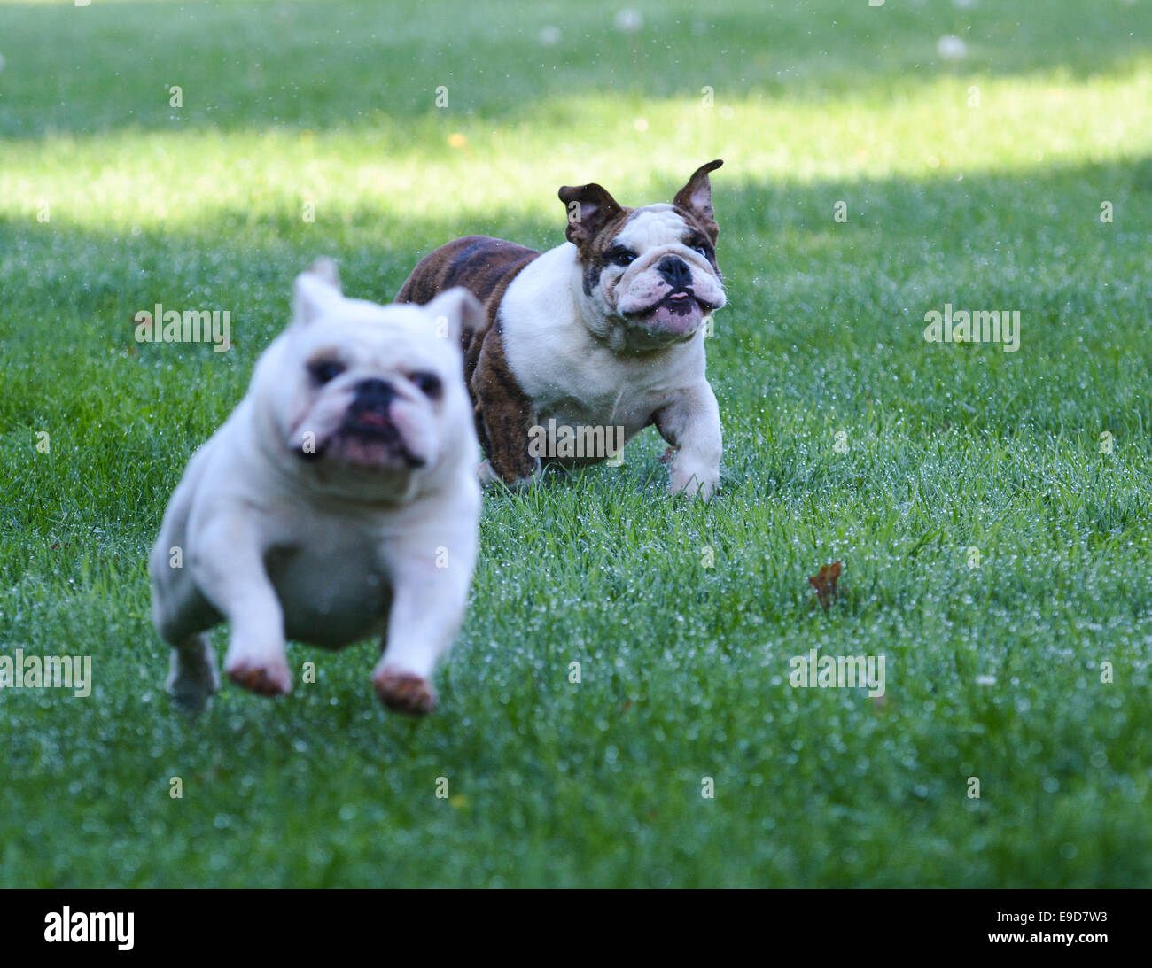 two dogs running in the grass - english bulldogs Stock Photo - Alamy