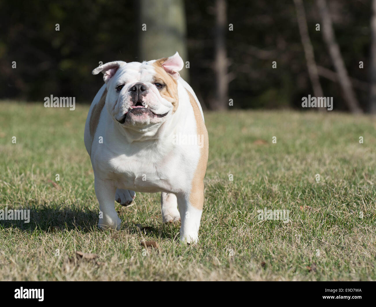 How Fast Can A Bulldog Run
