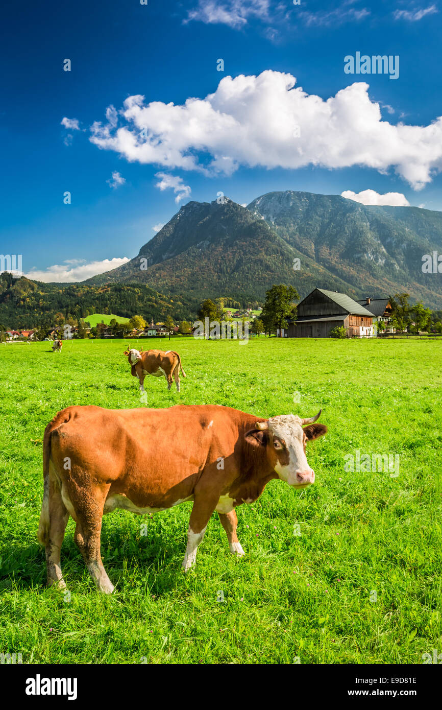 Grazed by cows hi-res stock photography and images - Alamy