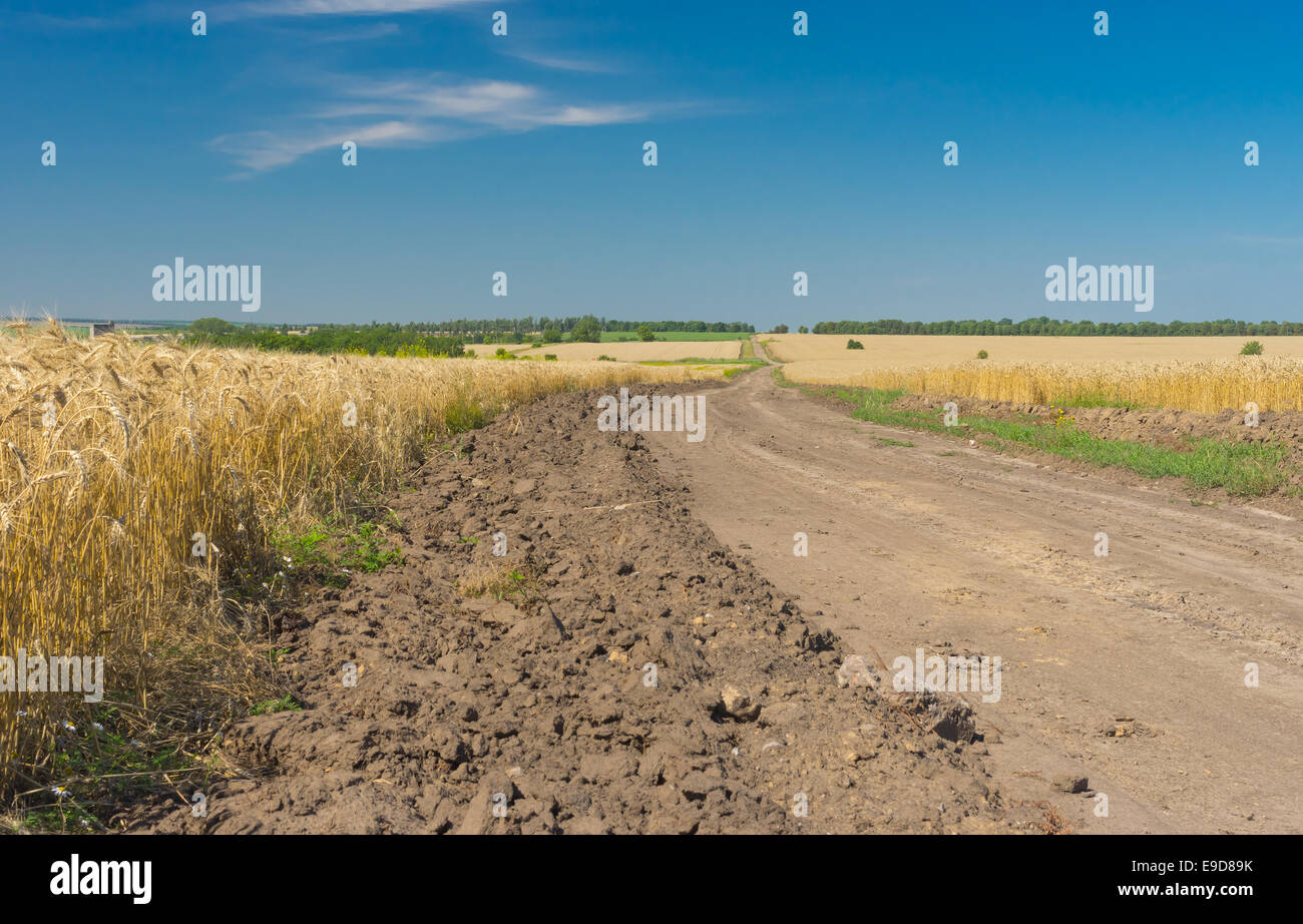 Ukrainian rural landscape with corn fields and road Stock Photo - Alamy