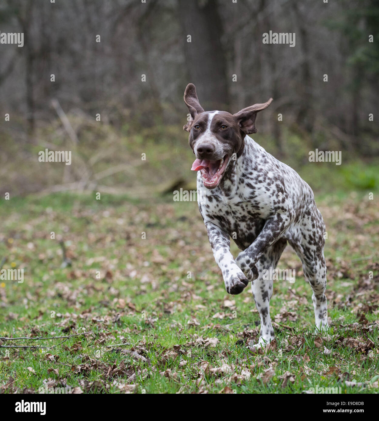 german shorthaired pointer running in the woods Stock Photo - Alamy