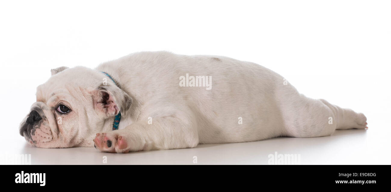 tired english bulldog puppy laying down stretched out on white ...