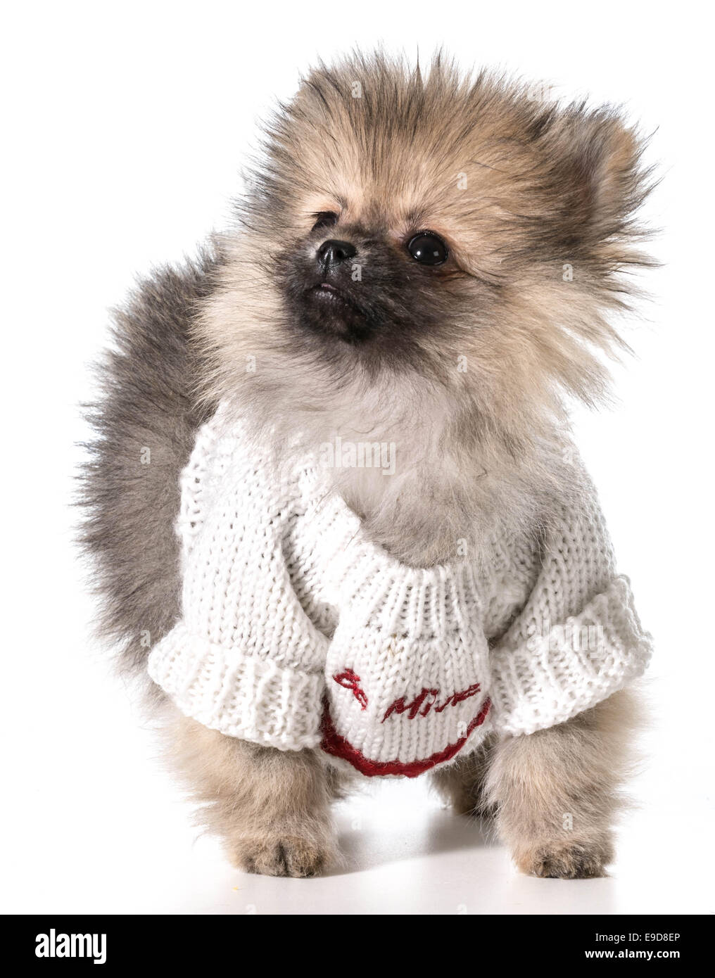 pomeranian wearing valentines day sweater Stock Photo - Alamy