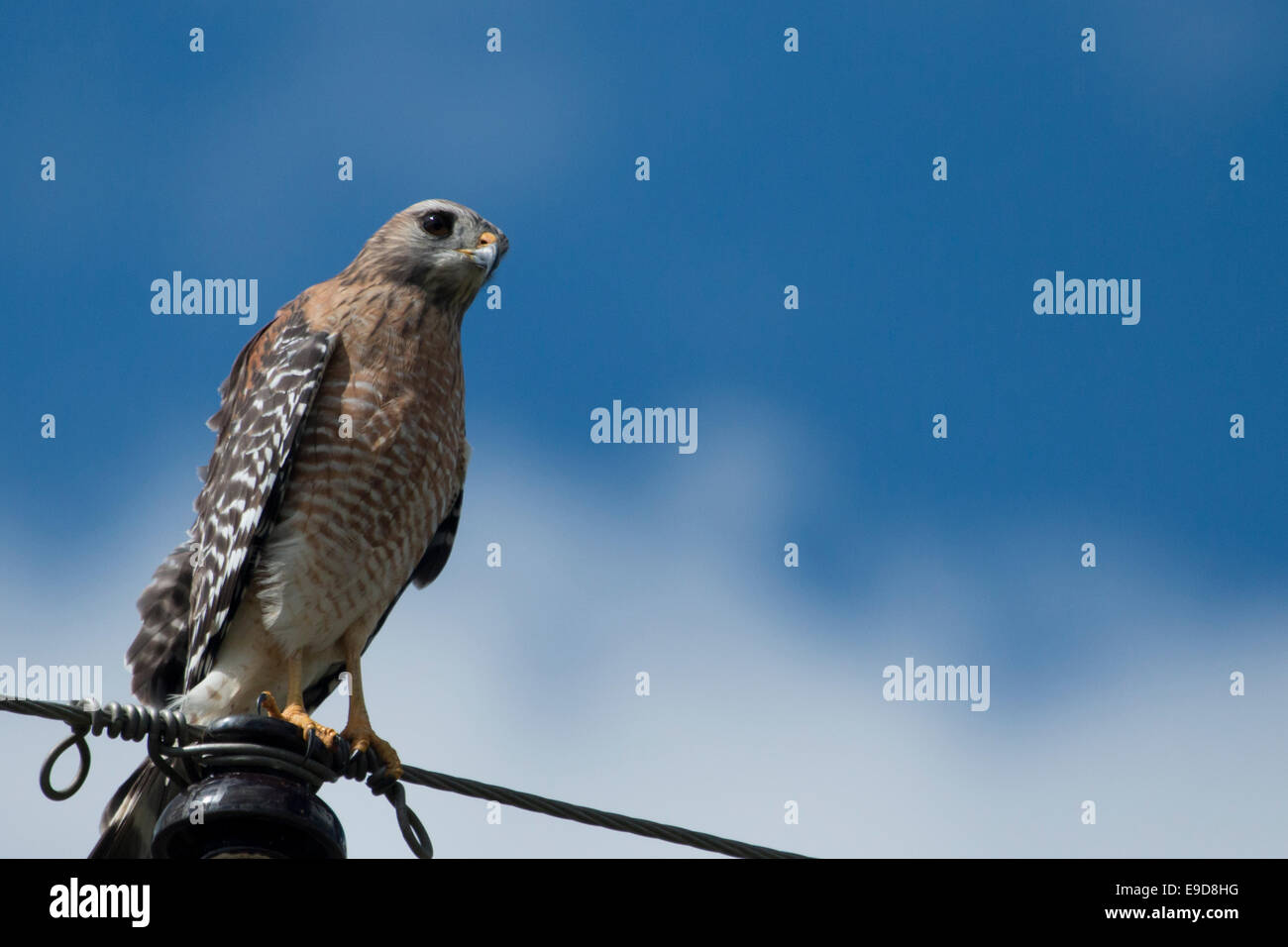 Red-shouldered hawk perched on a power line - Buteo lineatus Stock ...